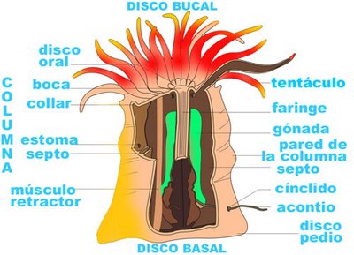FUNFAIR: Partes de las anemonas.
